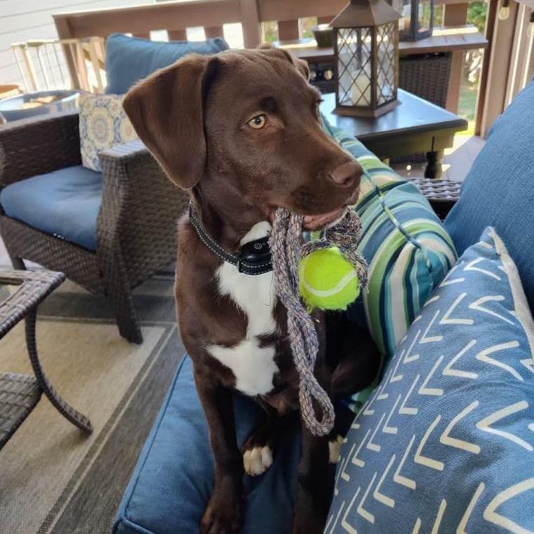 Dog for adoption - Colt, a Chocolate Labrador Retriever Mix in ...