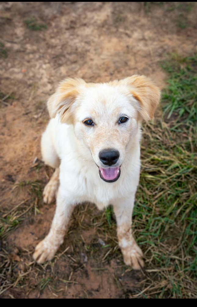 Dog for adoption - Nimbus, a Great Pyrenees in New Rochelle, NY | Petfinder