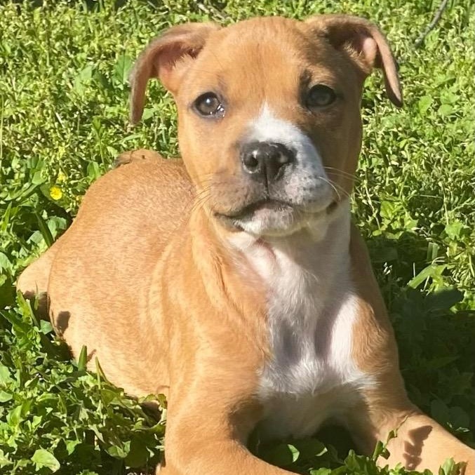 Dog for adoption - Brigade, a Mixed Breed in Albany, NY | Petfinder