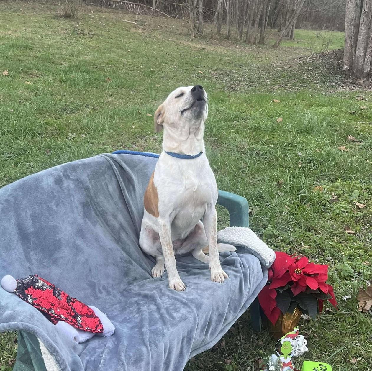 Dog for adoption - Kiwi, an Australian Cattle Dog / Blue Heeler ...