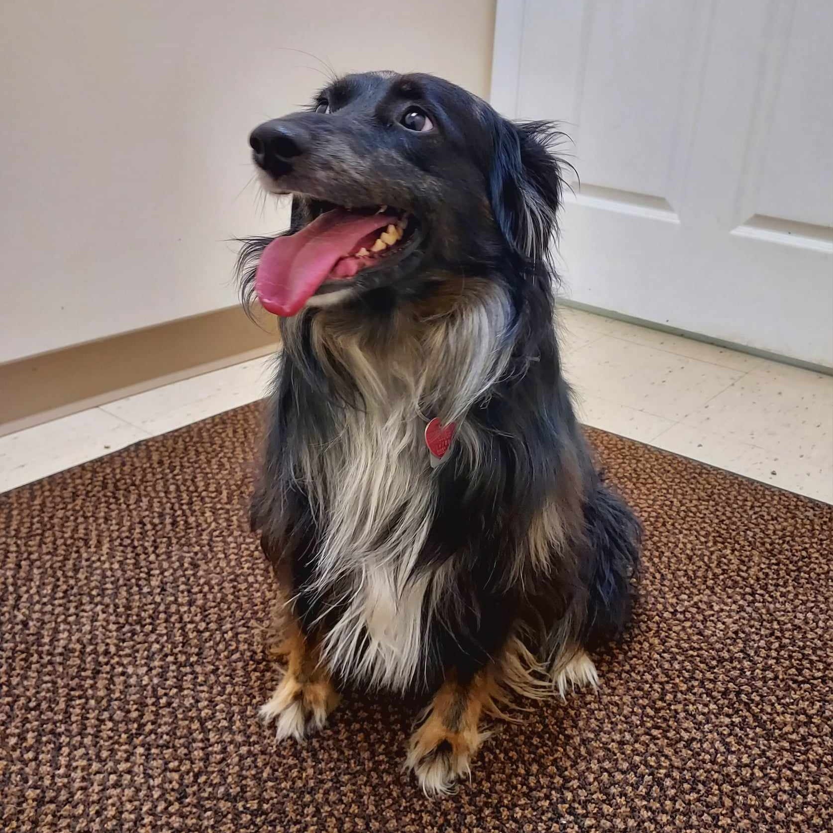 Dog for adoption - Mickey, a Mixed Breed in Falls Creek, PA | Petfinder