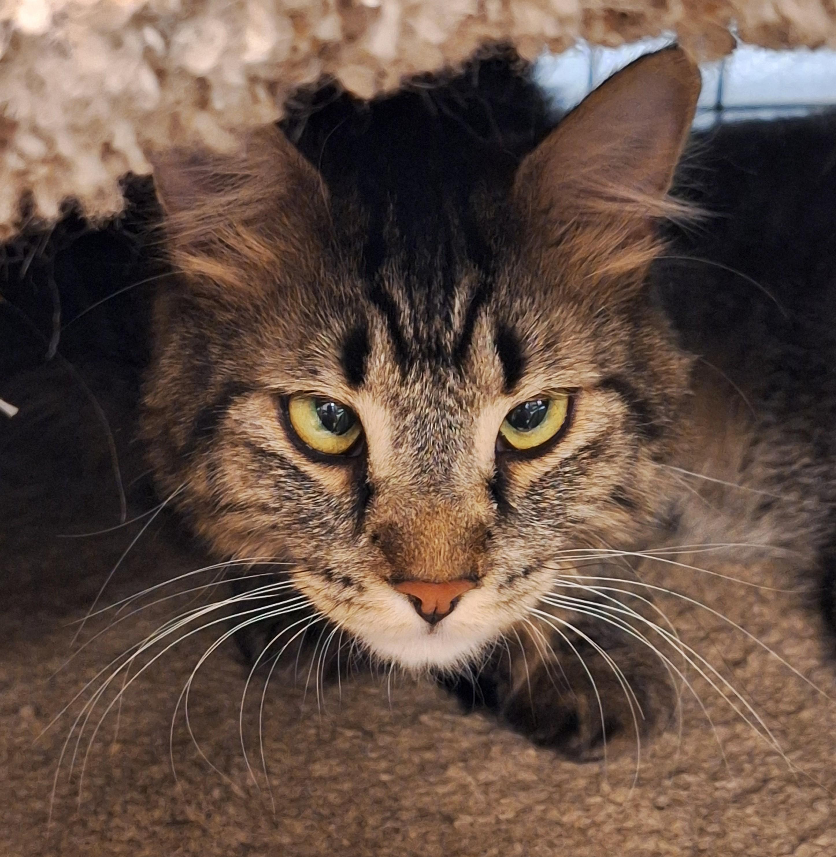 Cat for adoption - Milo, a Domestic Medium Hair Mix in Spokane, WA ...