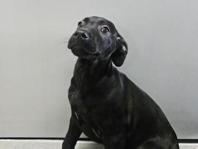 Dog for adoption - ARETHA, a Belgian Shepherd / Malinois & Great Dane ...