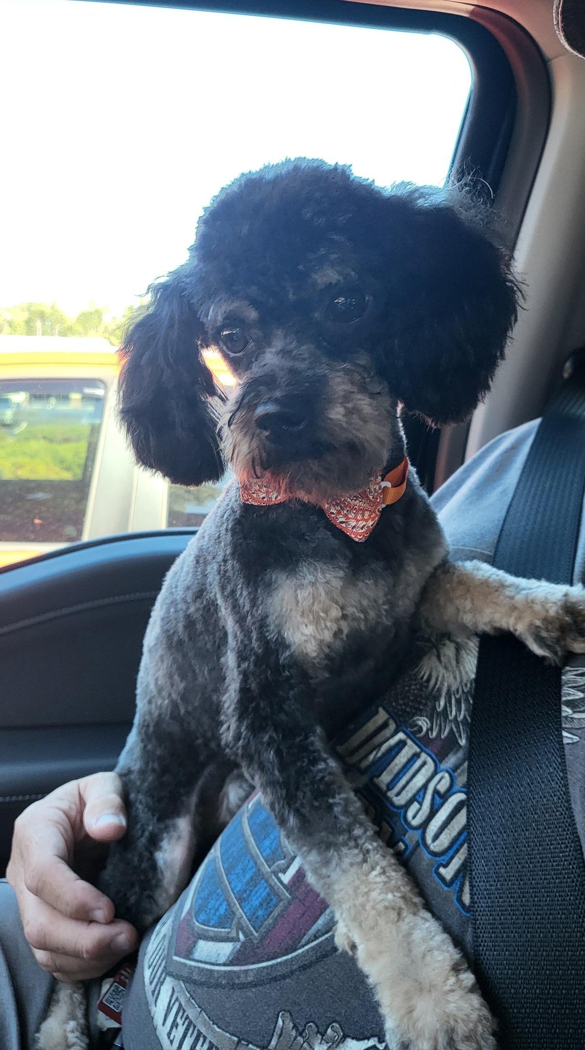 Dog for adoption - Bear, a Miniature Poodle in Salisbury, NC | Petfinder