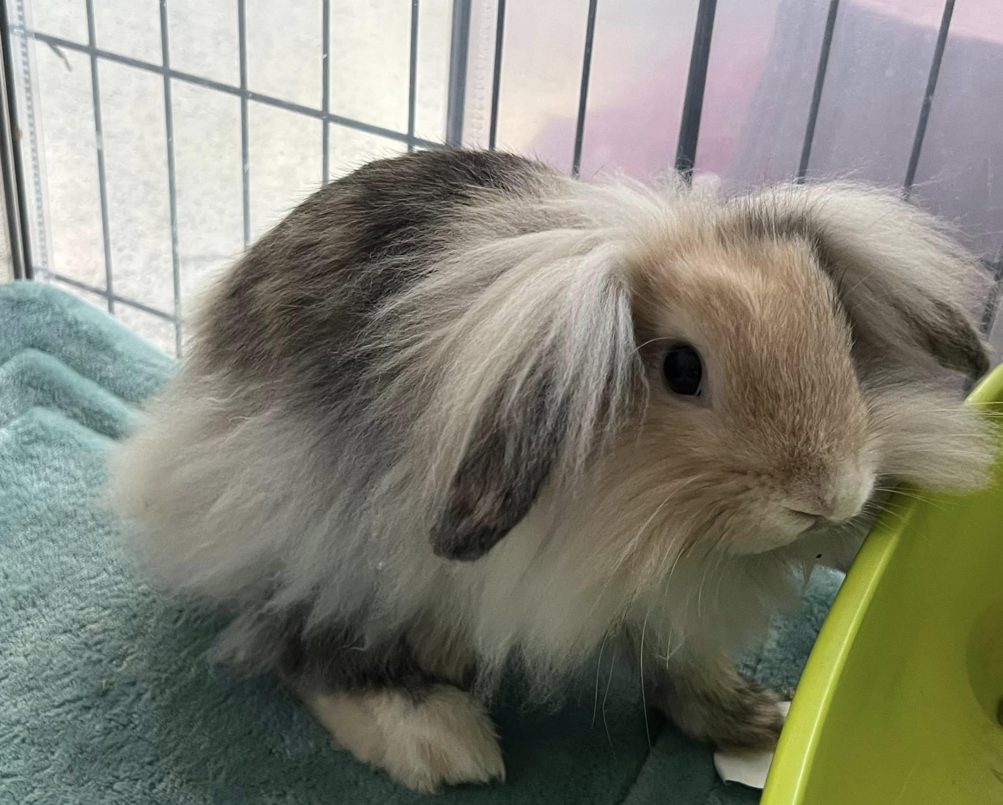 Rabbit for adoption - Turtle, a Lionhead in Melbourne, FL | Petfinder