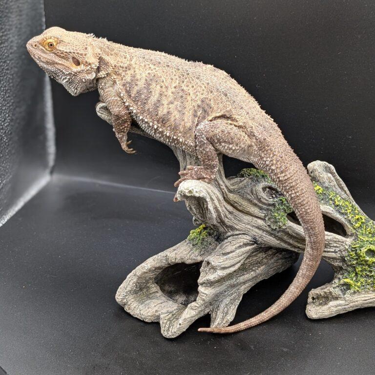 Reptile for adoption - Sapphire, a Bearded Dragon in Pefferlaw, ON ...