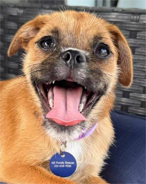 Dog for adoption - Nestle, a Pug & Border Terrier Mix in Cincinnati, OH ...