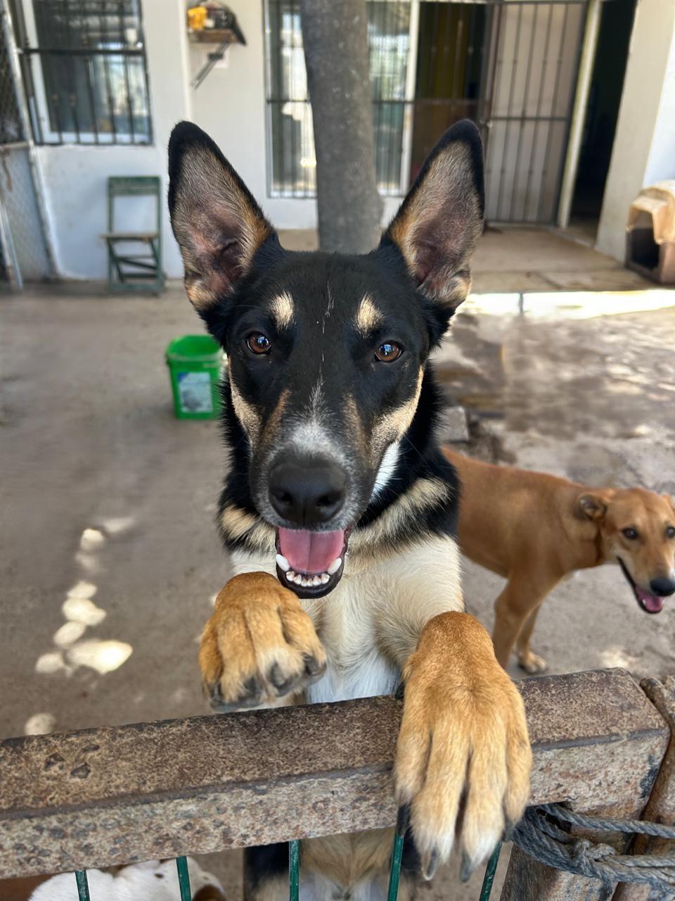 Dog for adoption - Max, a German Shepherd Dog Mix in Edmonton, AB ...