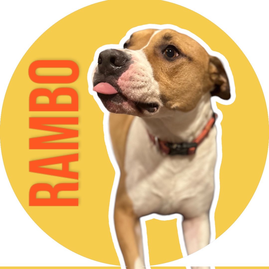 Dog for adoption - Rambo, an American Staffordshire Terrier & Harrier ...