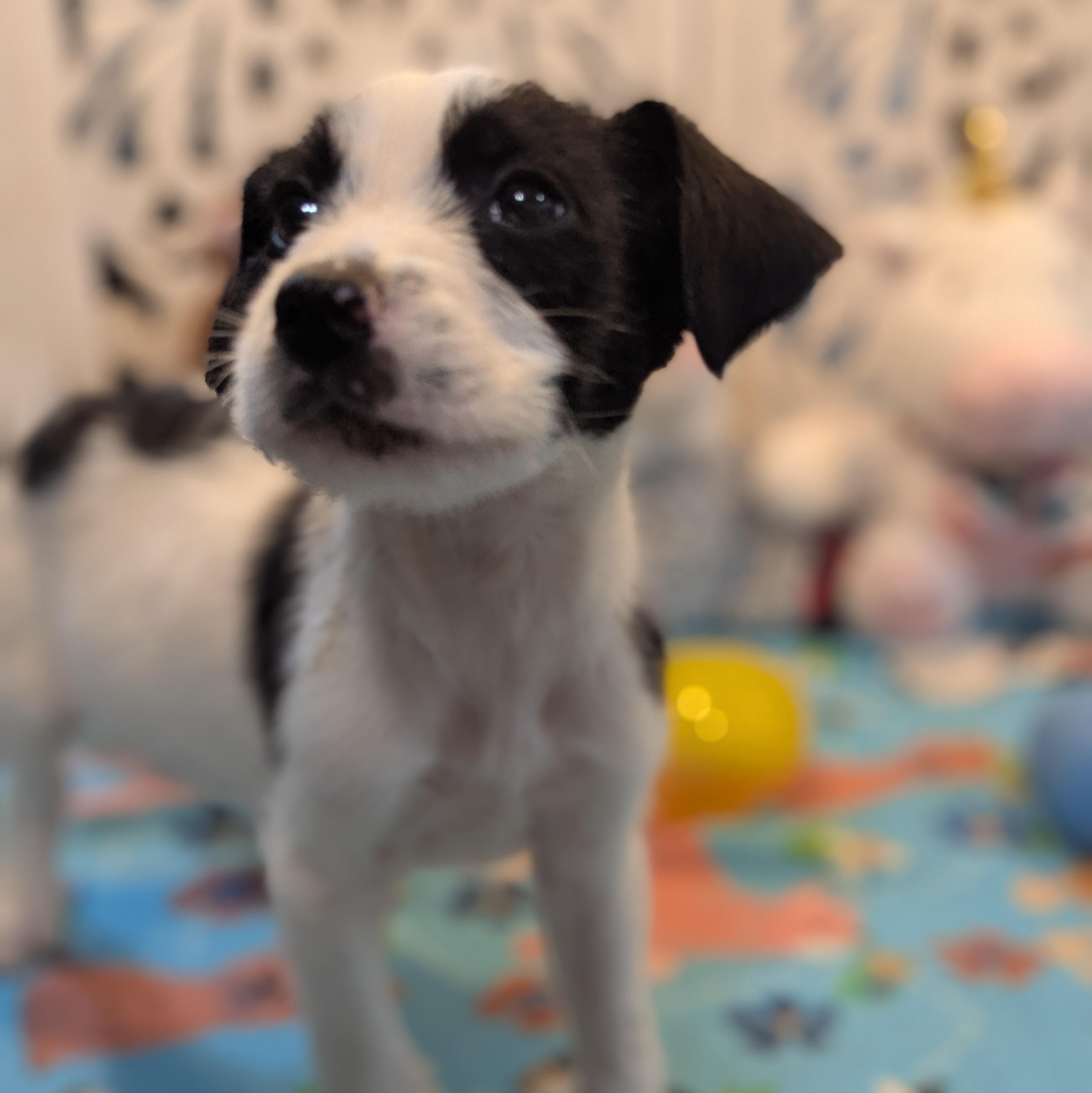 Dog for adoption - Ditto, a Rat Terrier & Chihuahua Mix in Oglesby, IL ...