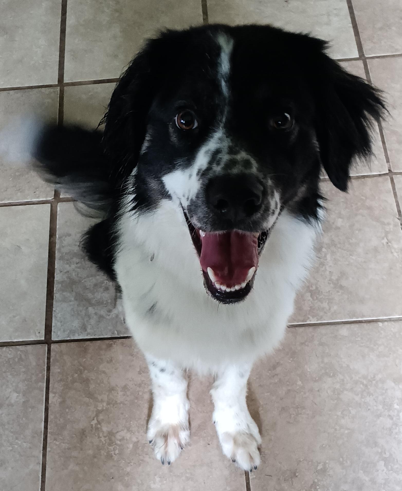 Dog for adoption - Jeffrey, a Border Collie in Gardiner, NY | Petfinder