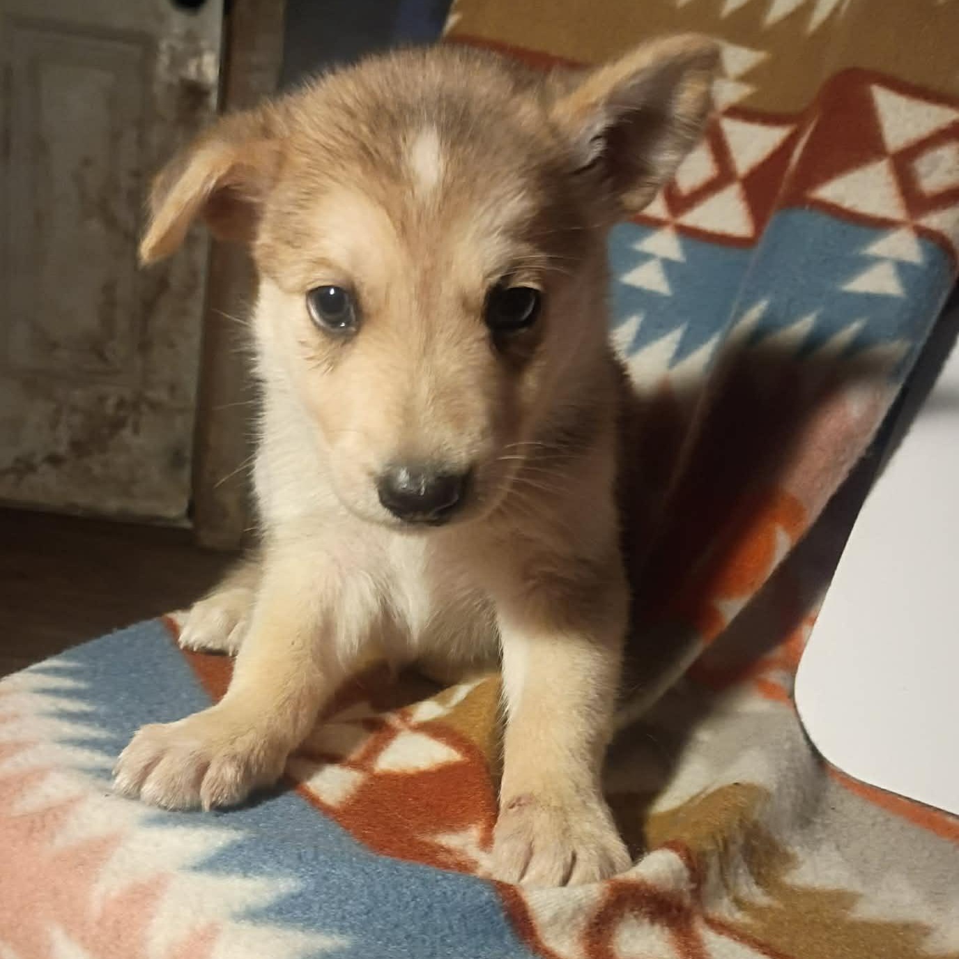 Dog for adoption - JASPER GS, a German Shepherd Dog Mix in Rocky Hill ...