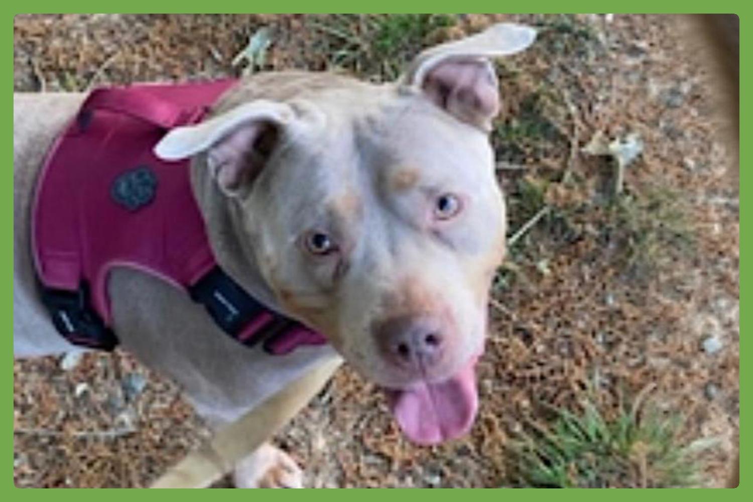 Dog for adoption - Kanoa, an American Staffordshire Terrier in ...