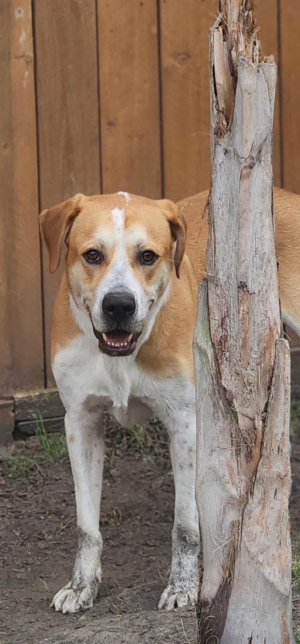 Dog for adoption - Chase, a Labrador Retriever Mix in montreal, QC ...