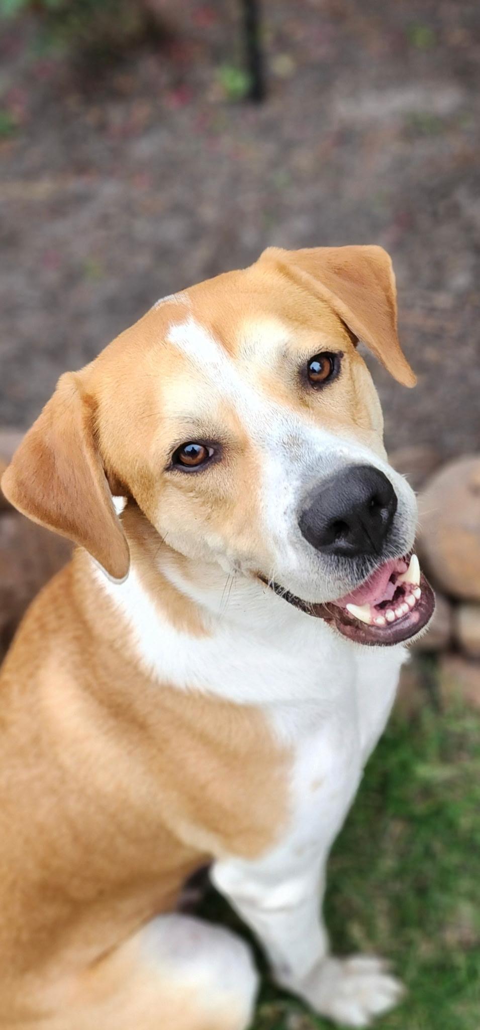 Dog for adoption - Chase, a Labrador Retriever Mix in montreal, QC ...