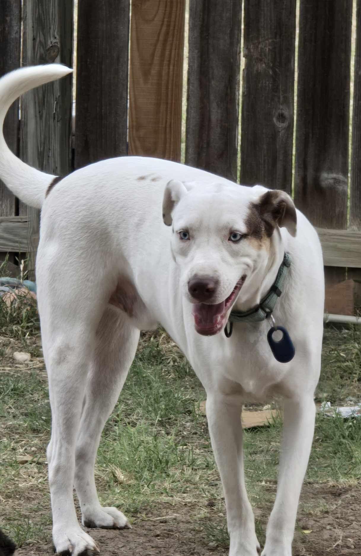 Dog for adoption - Heath, a Catahoula Leopard Dog & Whippet Mix in ...