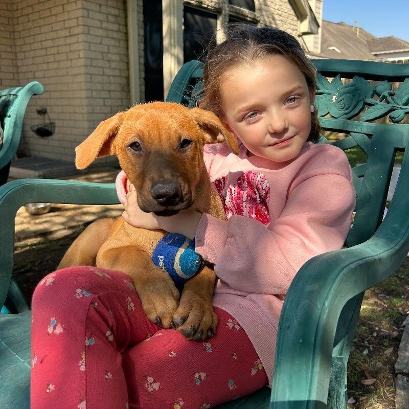 Dog for adoption - Bear Smores, a Pit Bull Terrier & Labrador Retriever ...