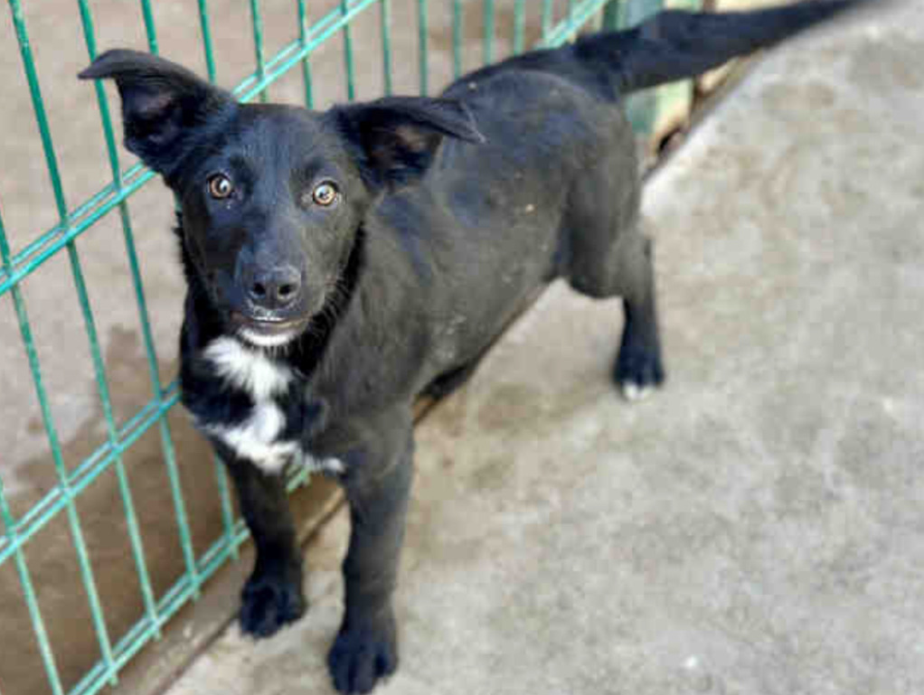 Dog for adoption - Bogey - super cute baby boy, a Border Collie ...