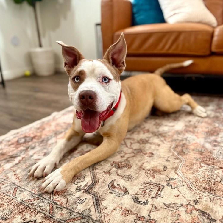 Dog for adoption - Meeklo aka Meeky Cheeky is the best boy, a Pit Bull ...