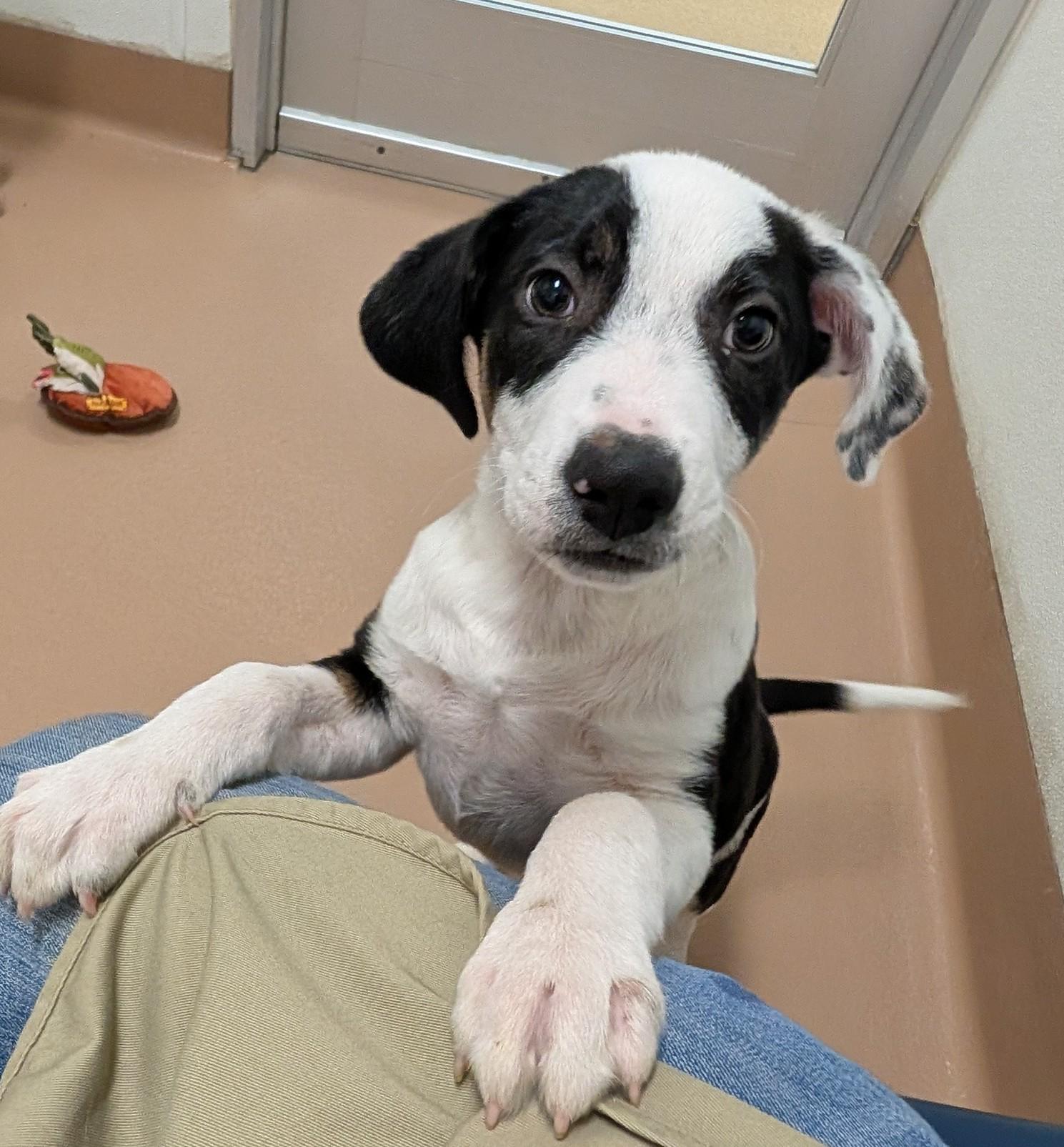 Eric A215477 - Adoptable Pet | Petfinder | Petfinder