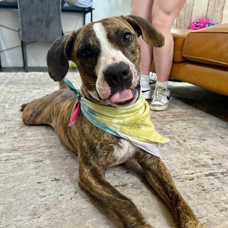 Dog for adoption - Nolan Brice, a Pit Bull Terrier & Hound Mix in ...