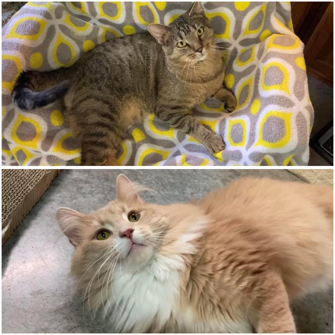 Cat for adoption - Thomas (DSH) & Sunny (DLH) - BONDED PAIR, a Domestic ...