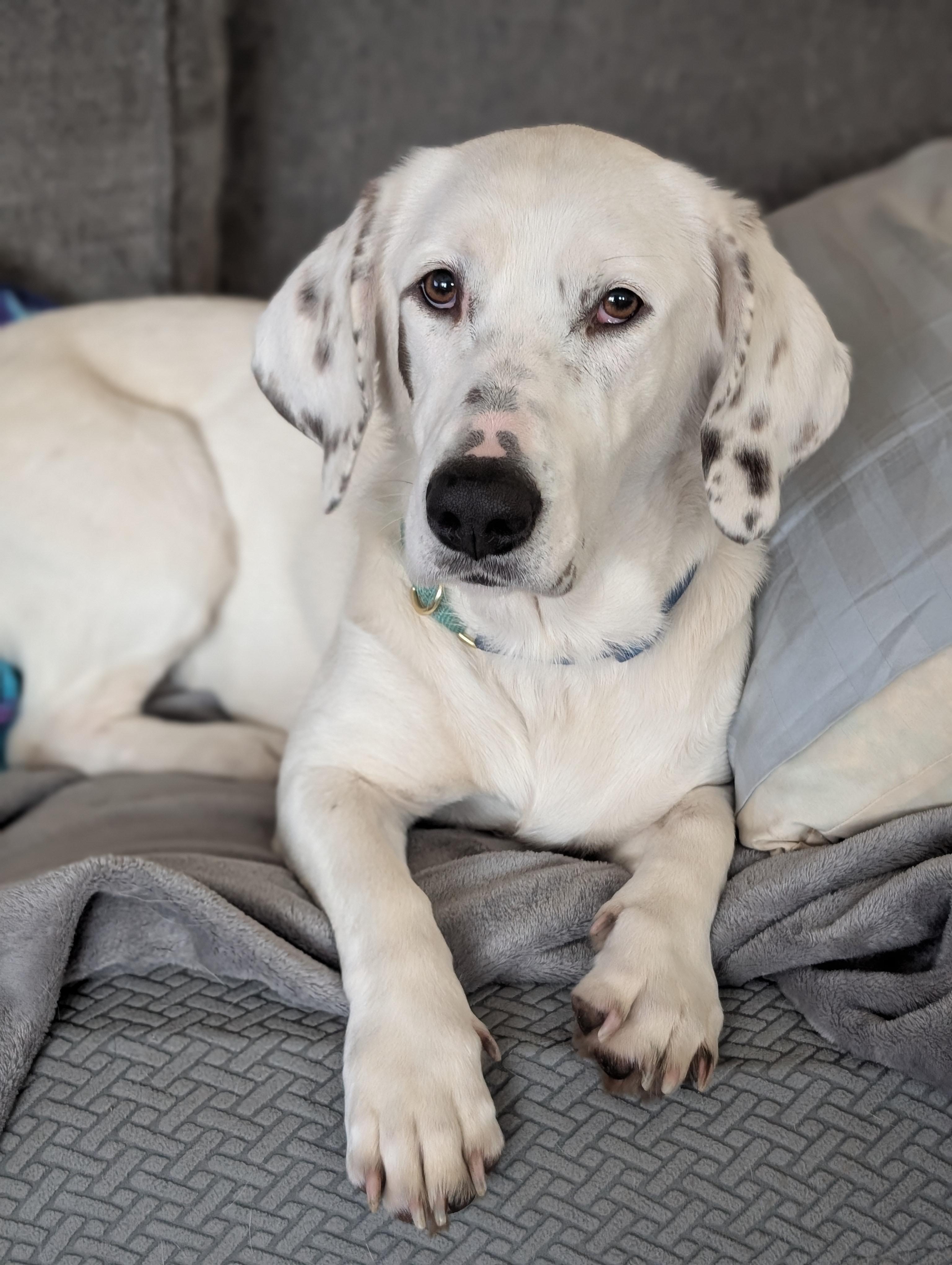 Dog for adoption - Tia (ADOPTION PENDING), an English Springer Spaniel ...