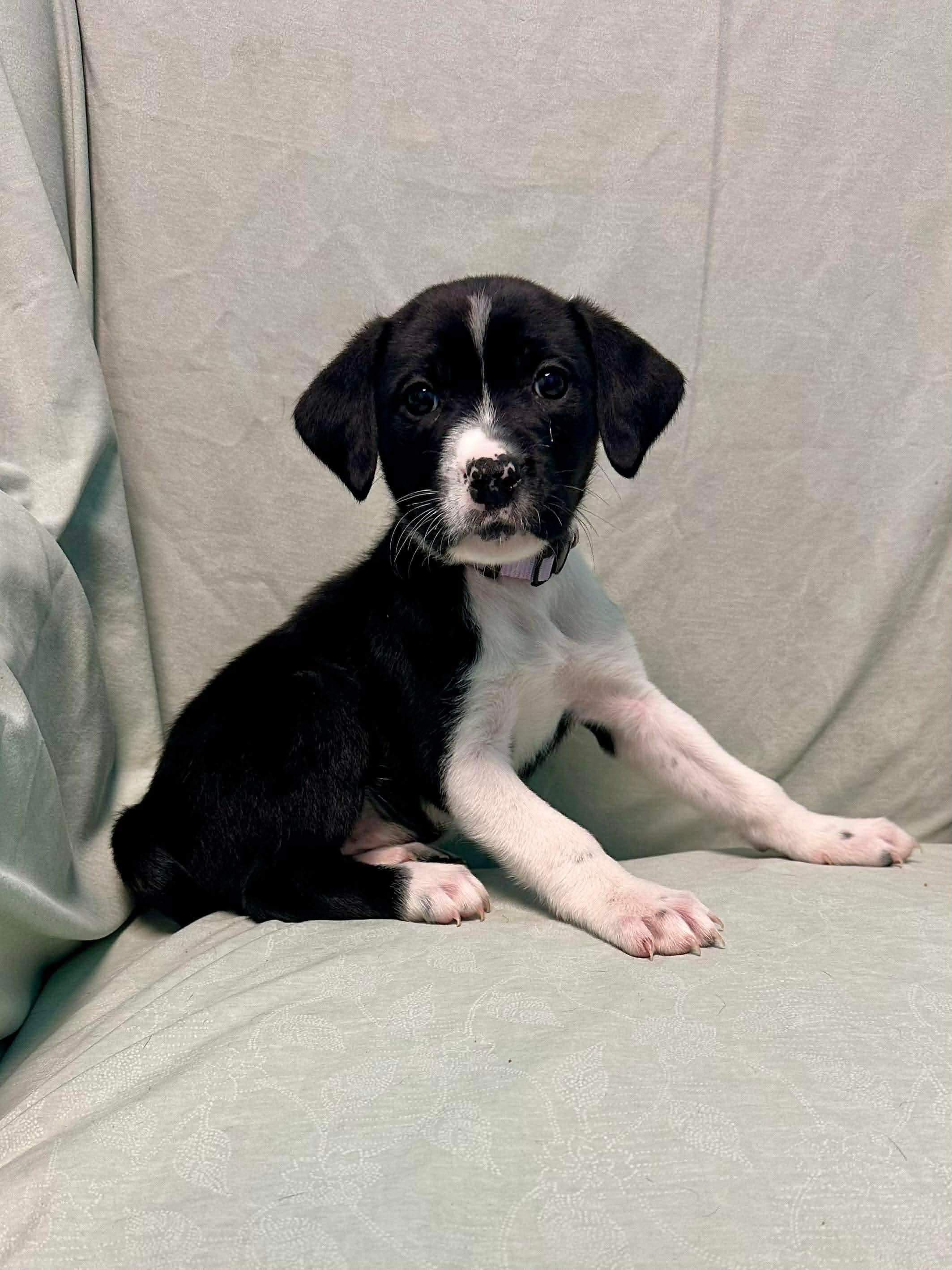 Ruby - Adoptable Pet | Petfinder | Petfinder