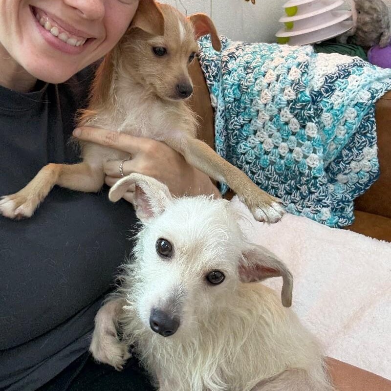 Dog for adoption - Stitch Ohana, a Chihuahua & West Highland White Terrier / Westie Mix in ...