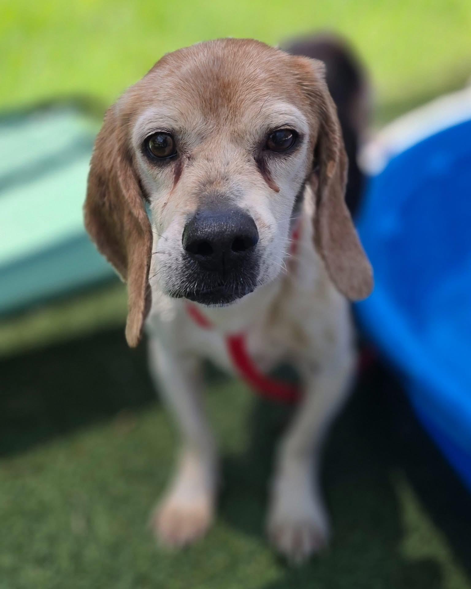 Dog for adoption - Boots Beagle is looking for his hero!, a Beagle in ...