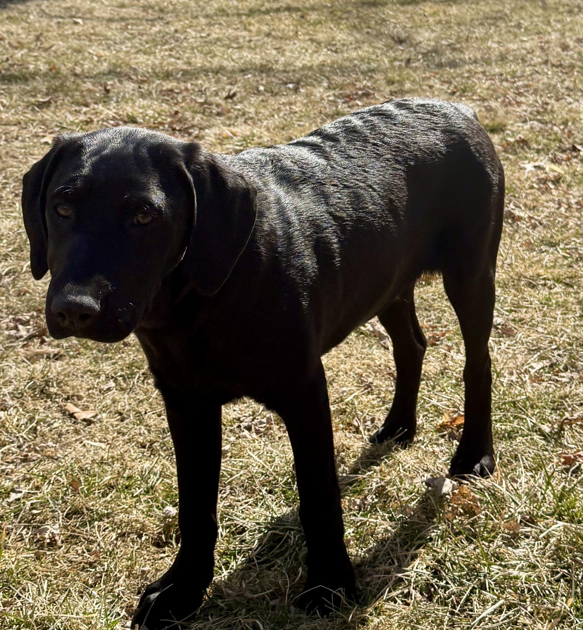 Dog for adoption - Murphy, a Black Labrador Retriever Mix in Chalfont ...