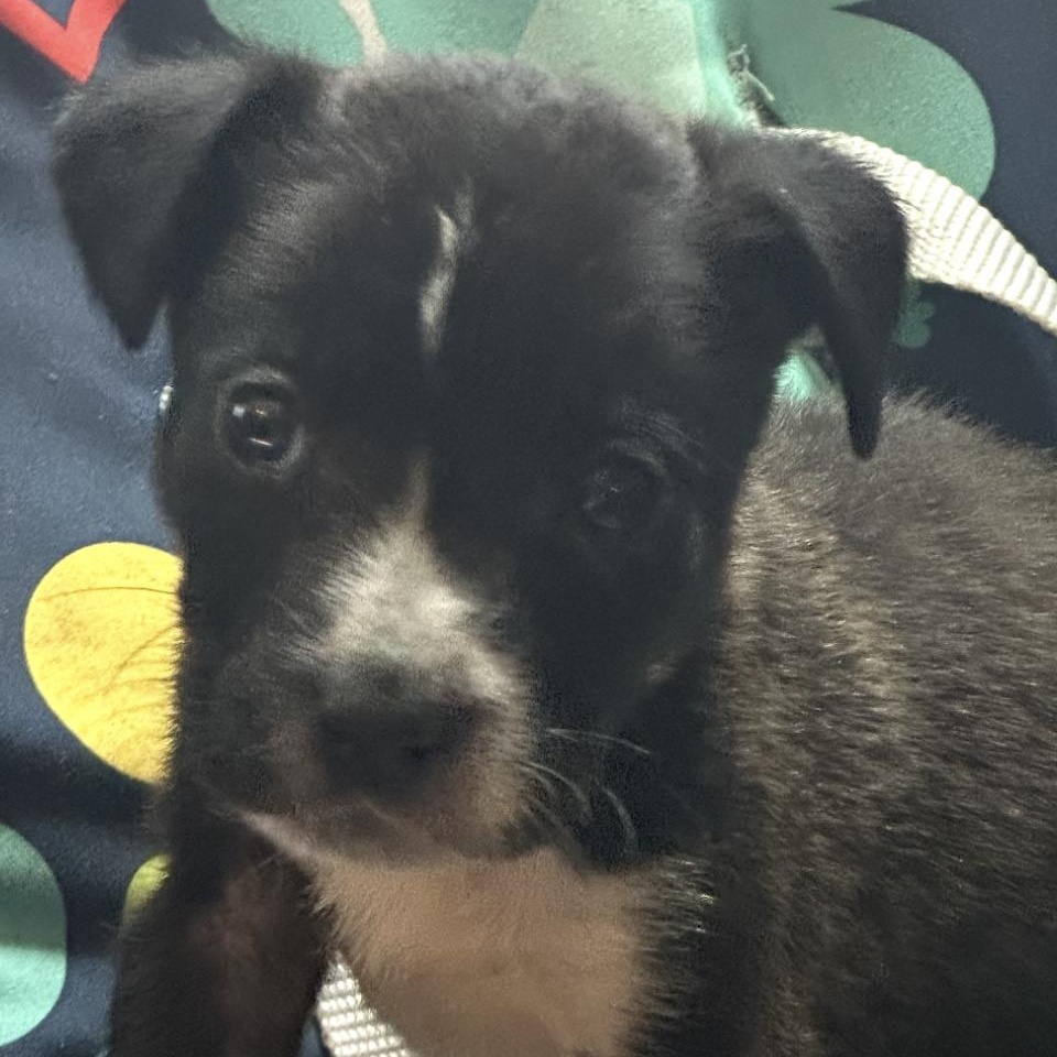 Dog for adoption - Bow, a Shepherd & Labrador Retriever Mix in ...