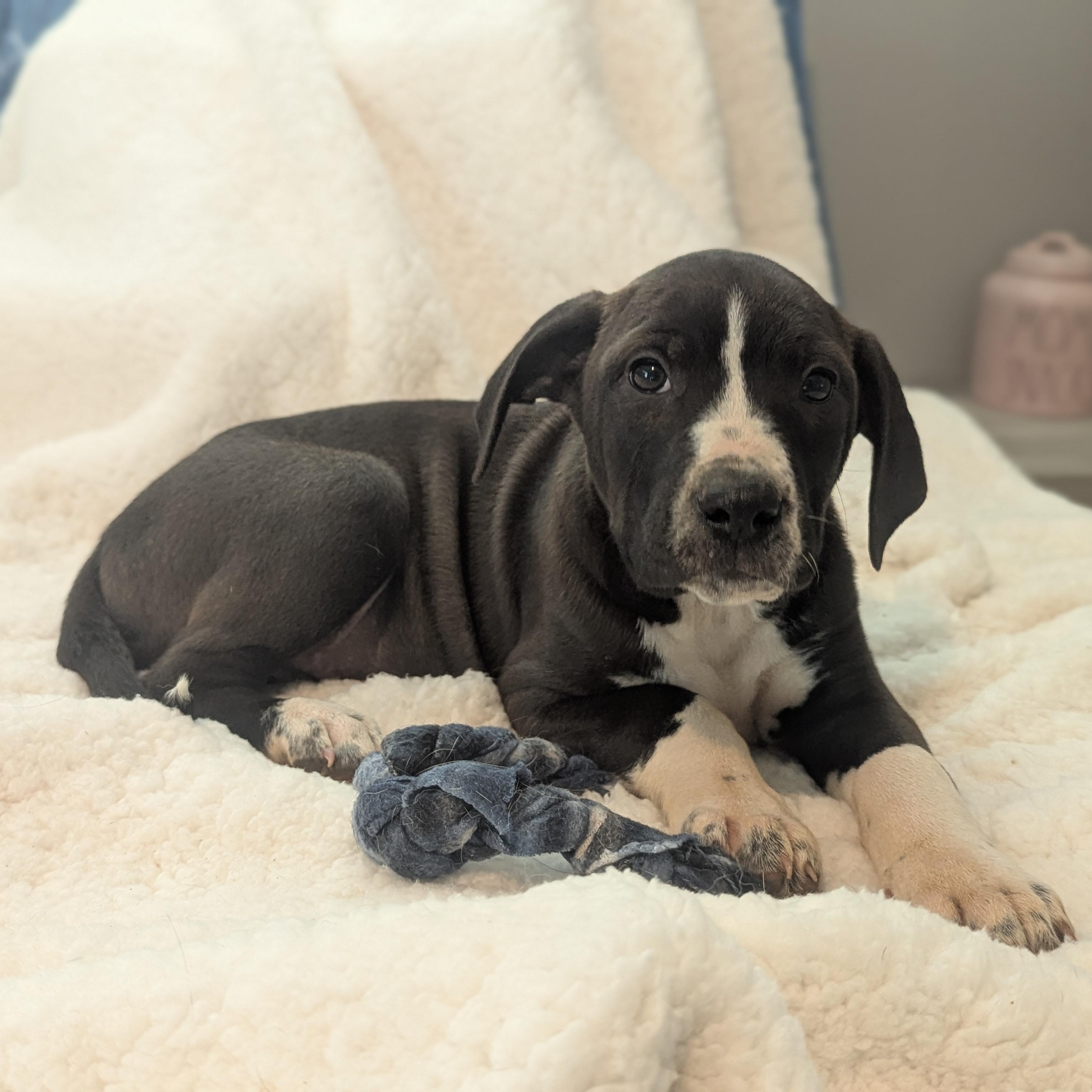 Dog for adoption - Merlin, a Black Labrador Retriever & German ...