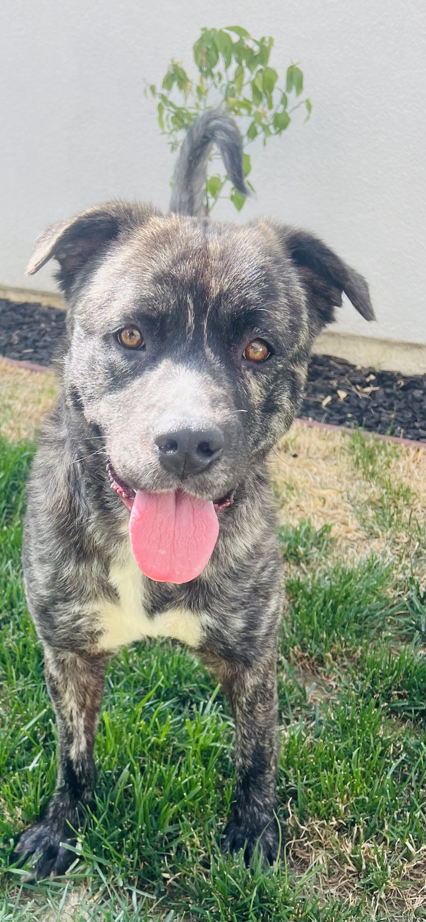 Dog for adoption - Lilly, a Cane Corso & Siberian Husky Mix in San Juan ...