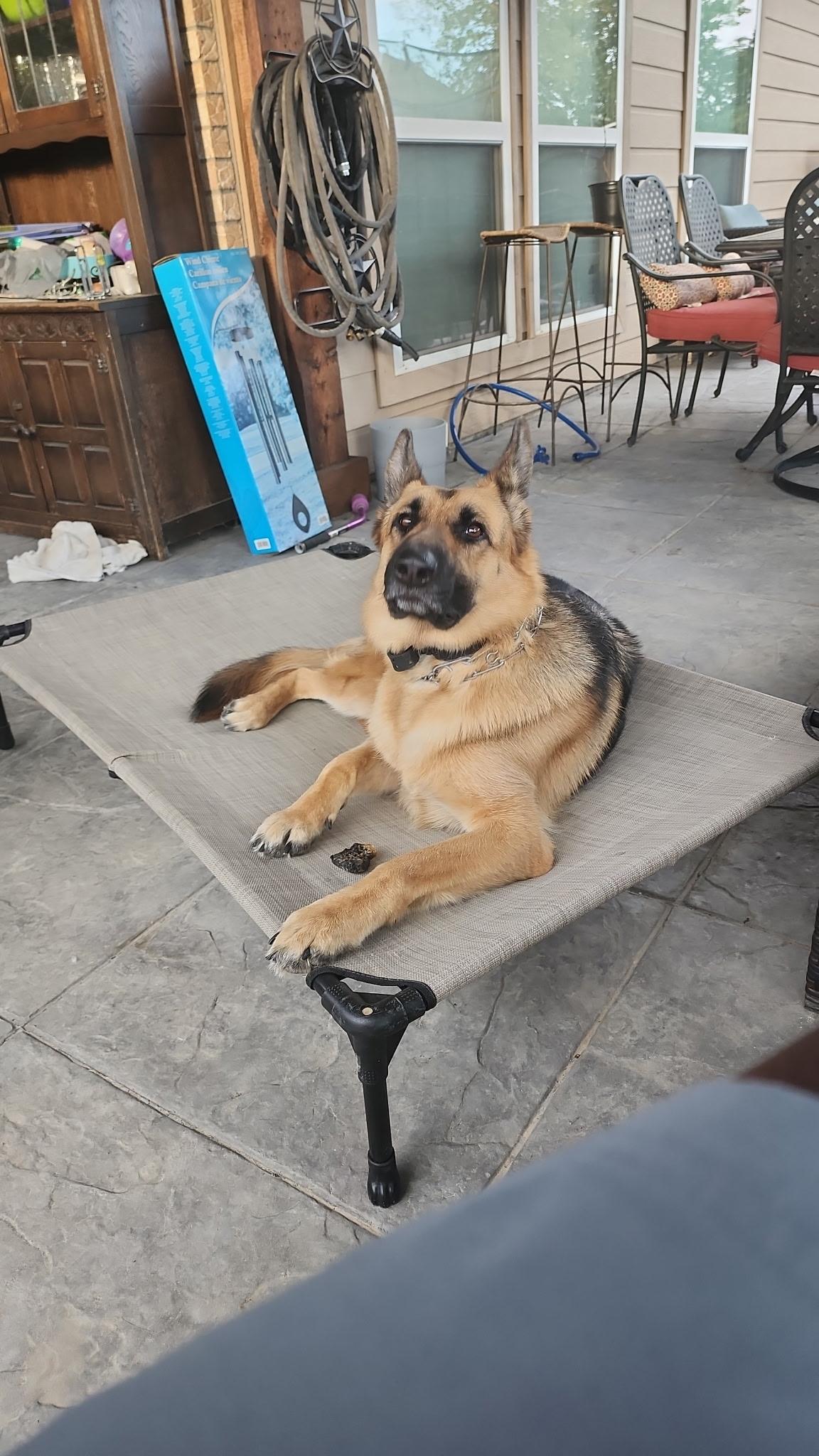 Dog for adoption - Mia H GDP, a German Shepherd Dog in Denton, TX ...