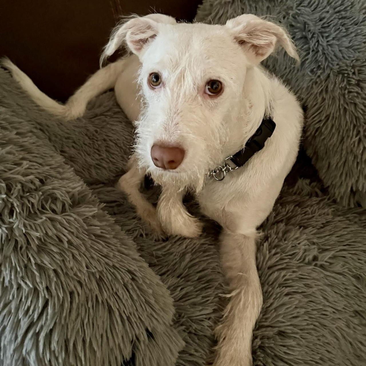 Dog for adoption - Falcor- Neverending love, a Wirehaired Terrier in Grass Valley, CA | Petfinder