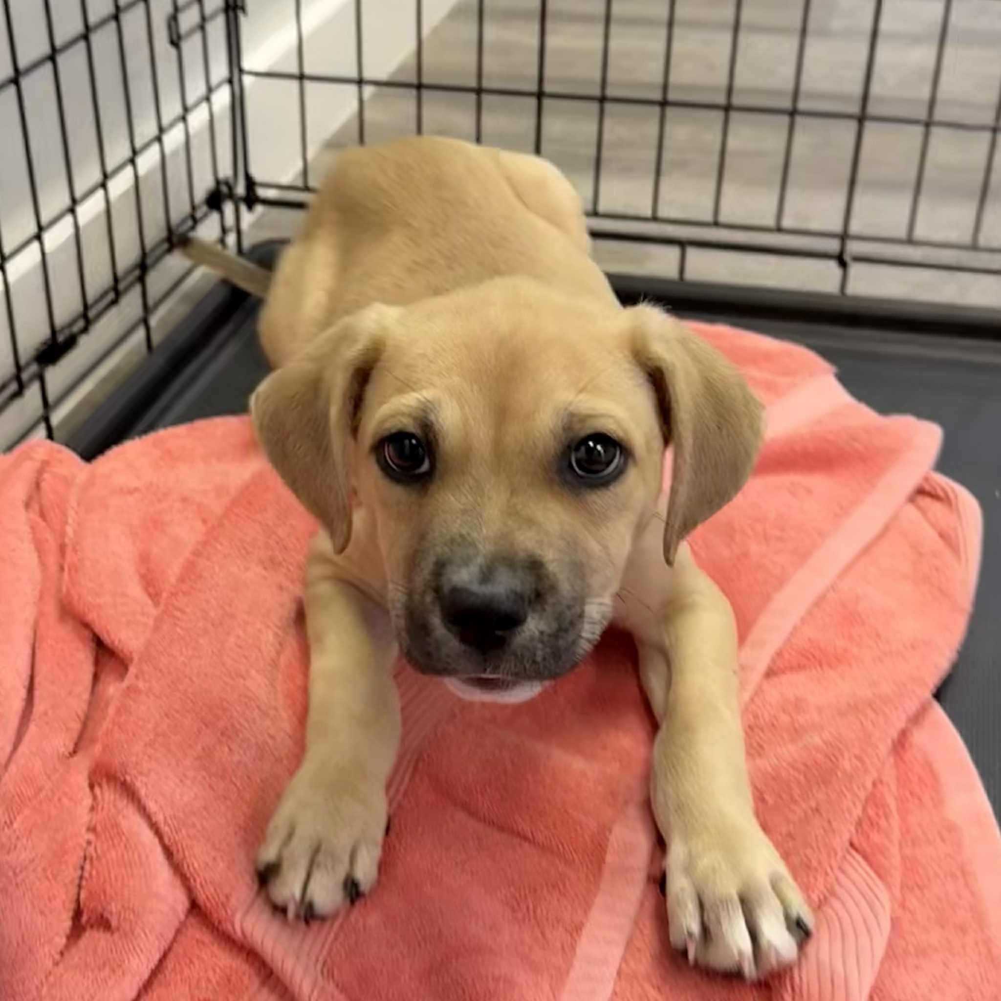 Dog for adoption - Peanut, a Labrador Retriever Mix in Carmel, NY ...