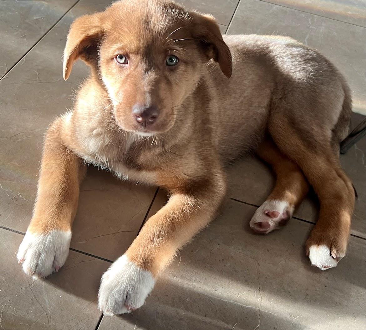 Dog for adoption - Aloe, a Husky & Labrador Retriever Mix in Markham ...