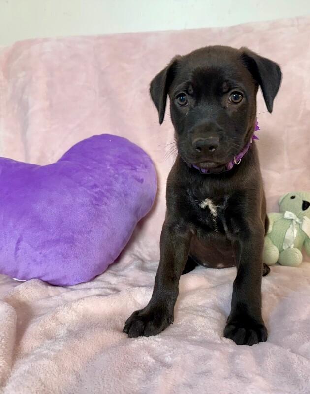 Dog for adoption - Mister Purple Color, a Black Labrador Retriever ...