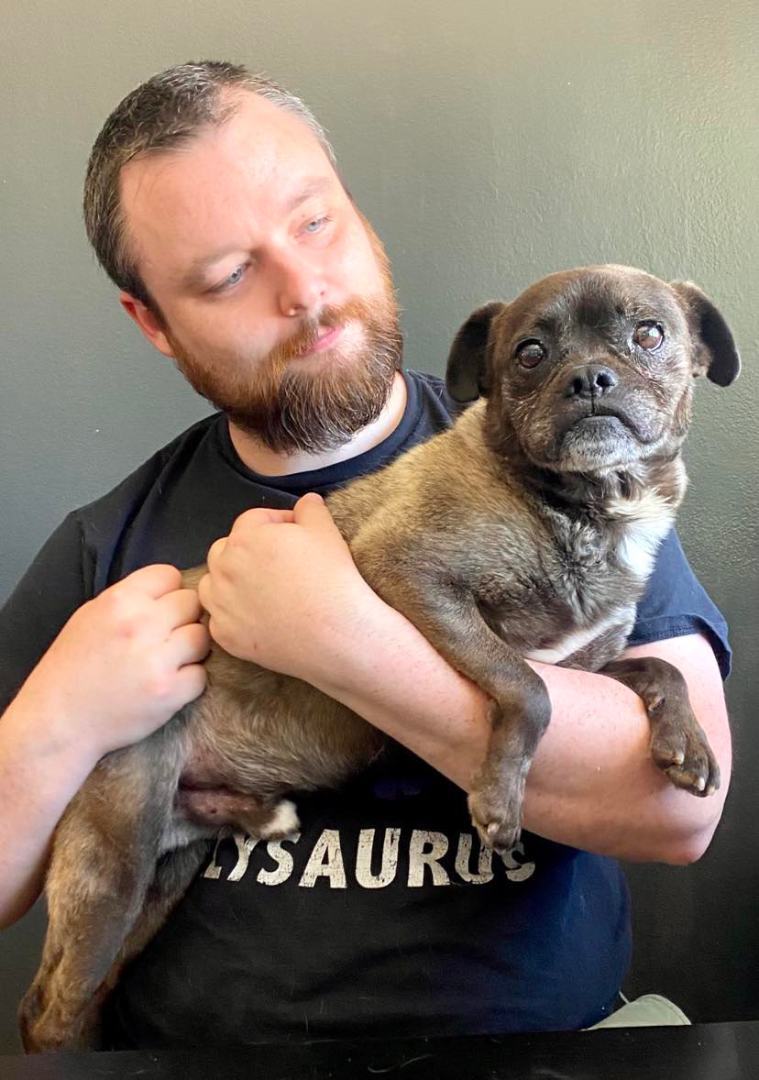 Dog for adoption - Stumpy, a Pug in Boise, ID | Petfinder