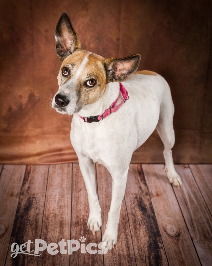 Dog for adoption - Suzy Anne, a Shepherd & Jack Russell Terrier Mix in Gallatin, TN | Petfinder