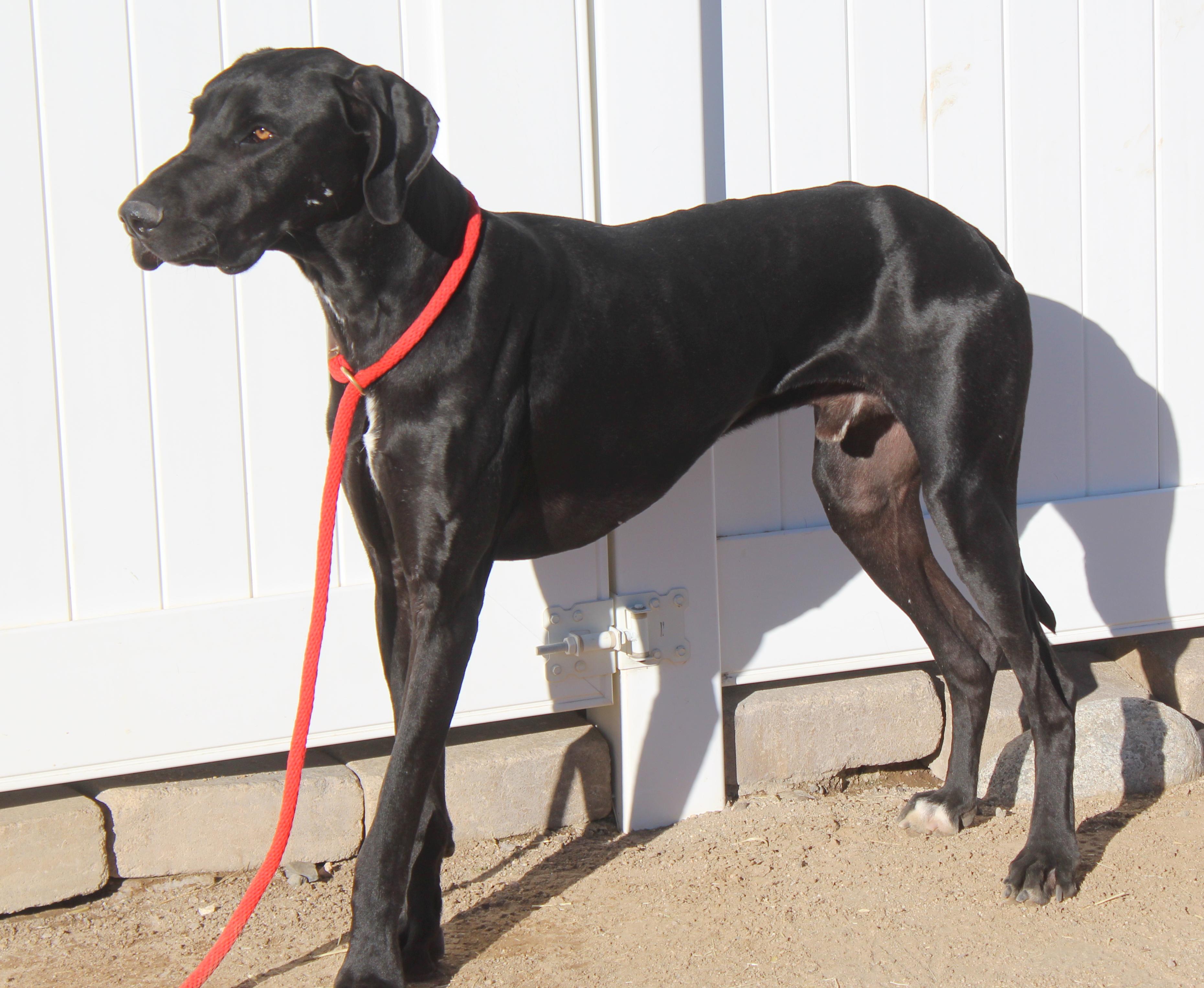 Dog for adoption - Tiny The Great, a Great Dane in Yucca Valley, CA ...