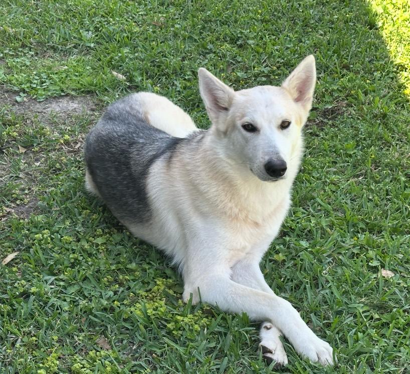 Dog for adoption - LILITH, a German Shepherd Dog & Siberian Husky Mix ...
