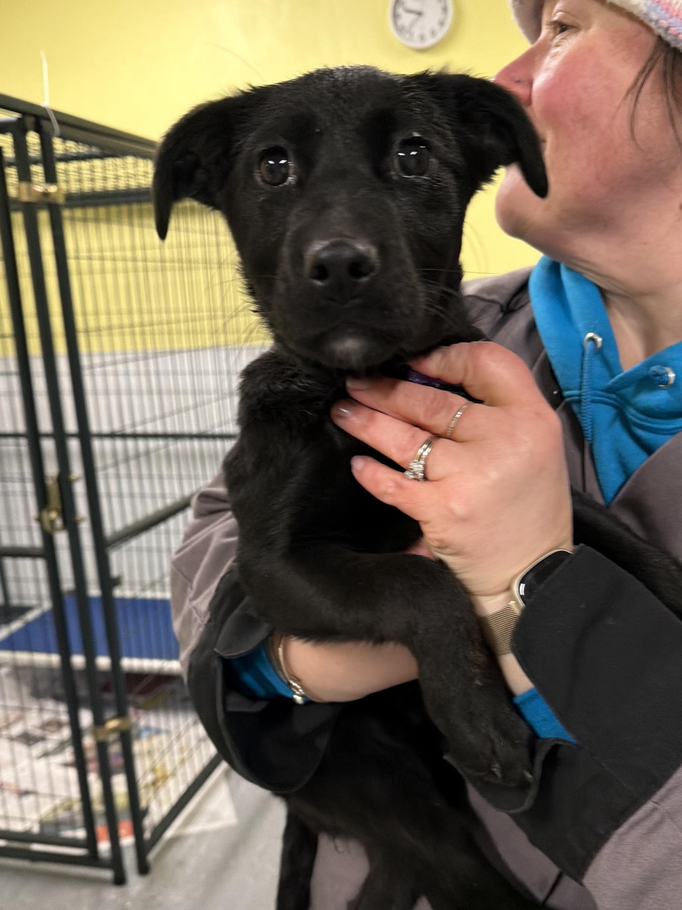 Cheese - Adoptable Pet | Petfinder | Petfinder