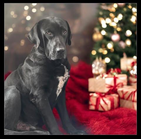 Dog for adoption - Bear, a Black Labrador Retriever in Crosby, TX ...