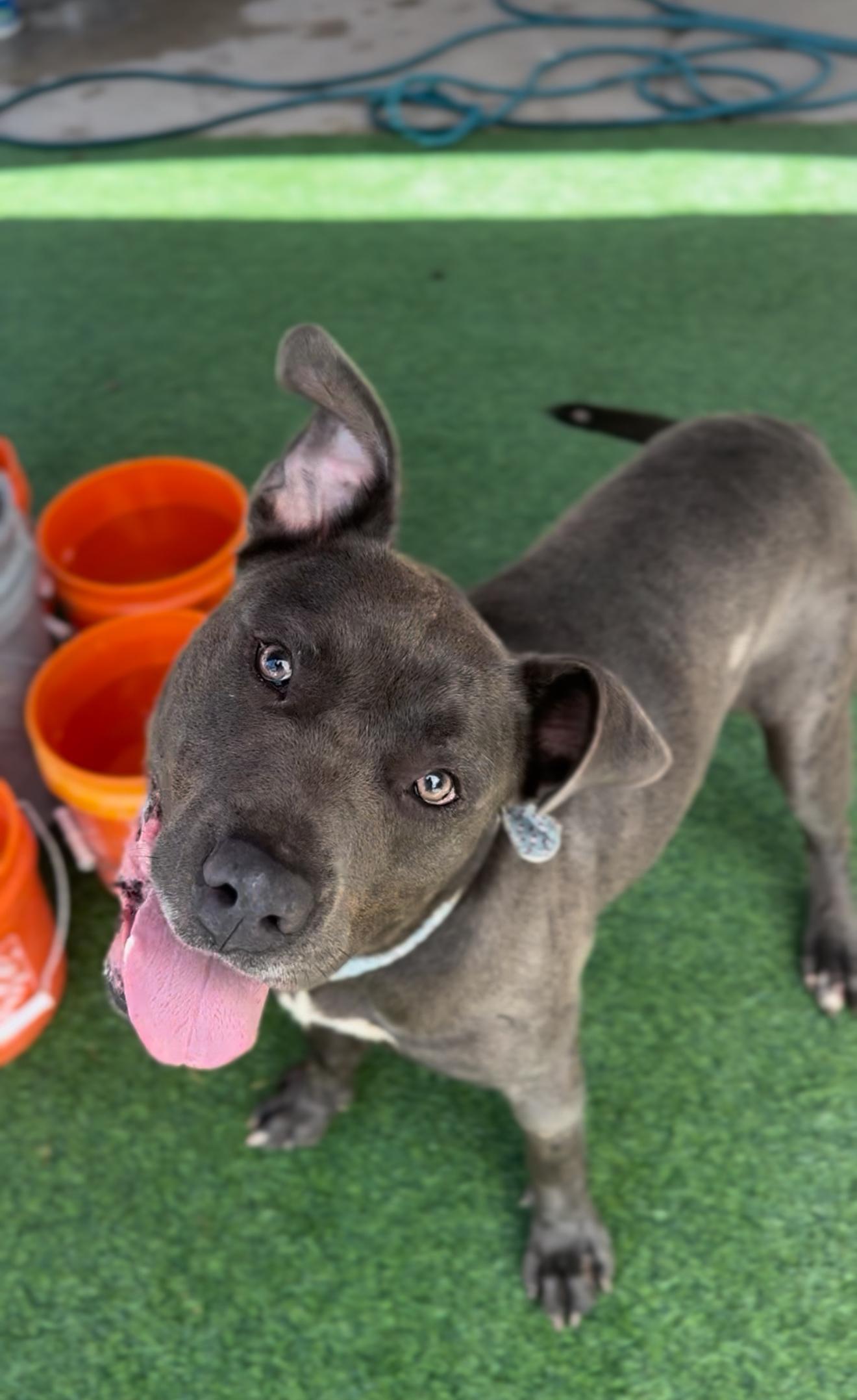 Dog for adoption - Toby, a Cane Corso Mix in Kent, WA | Petfinder