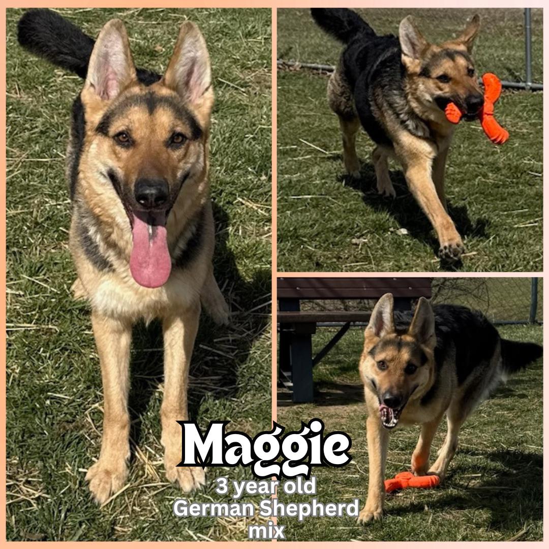 Dog for adoption - Maggie, a German Shepherd Dog Mix in Franklin, IN ...