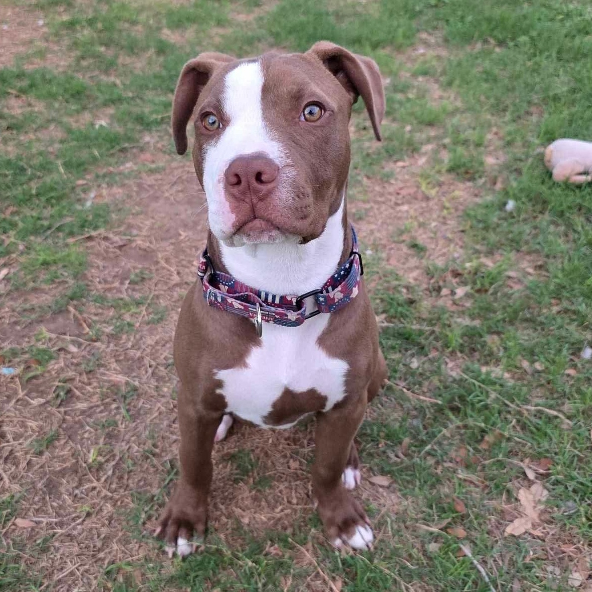 Dog for adoption - Enzo, a Terrier in Seattle, WA | Petfinder