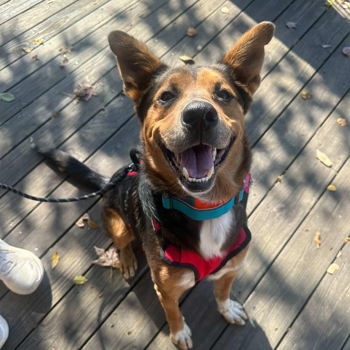 Dog for adoption - Jake from State Farm, a Shepherd & Catahoula Leopard ...