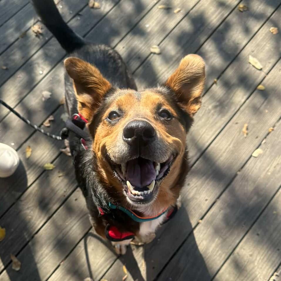 Dog for adoption - Jake from State Farm, a Shepherd & Catahoula Leopard ...